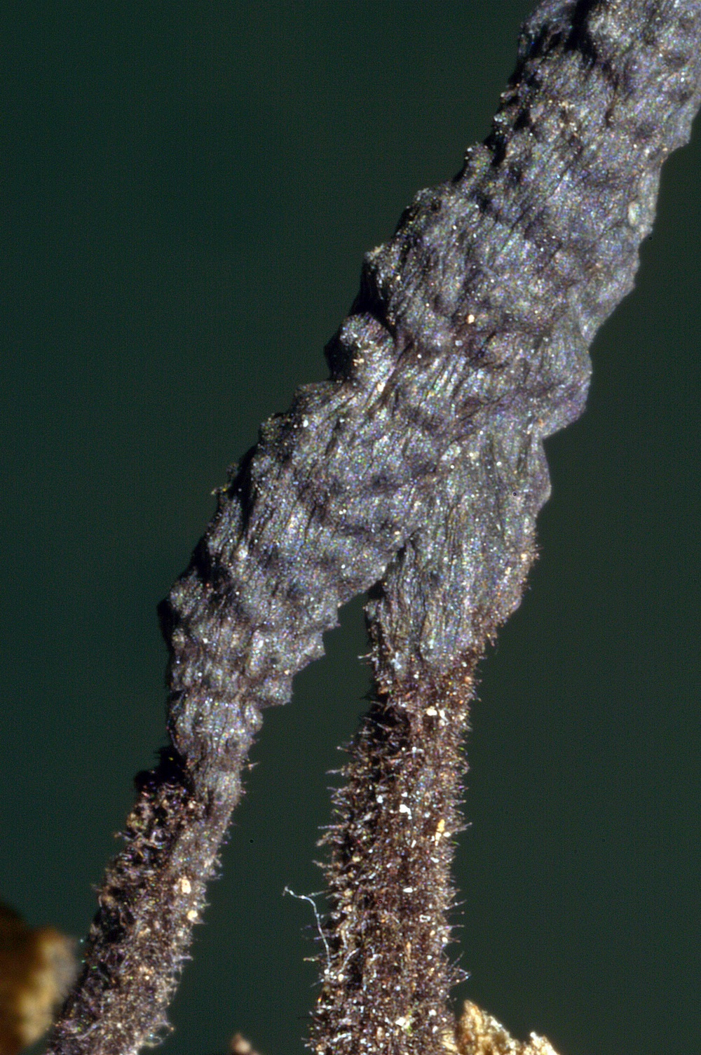 Xylaria hypoxylon (L.) Grev. • CEMAS • Orden Xylariales