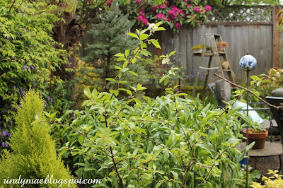 Rindy Mae: The Third Week Of April In The Garden