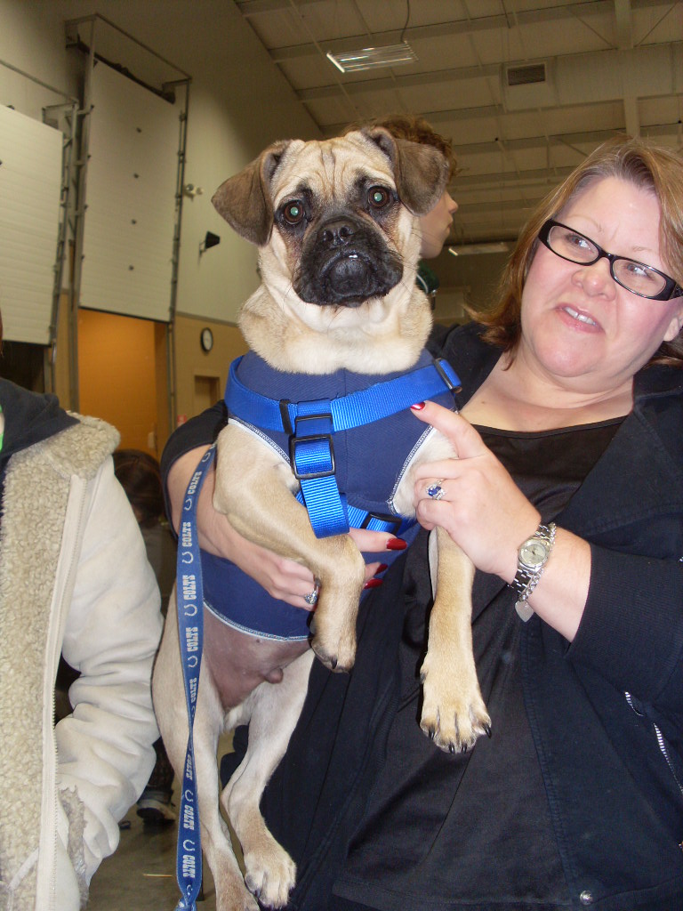 Apollo - The Adventure Pug: KPR's "March in the Pugs" Event