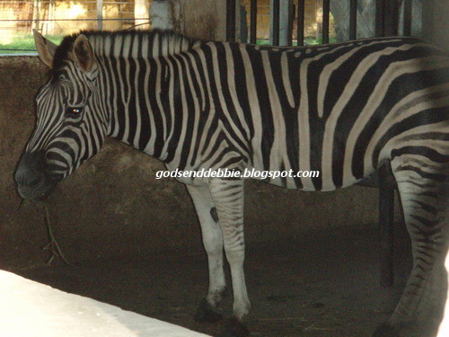 Godsend Debbie's Thoughts: Exploring the Capital - Manila Zoo