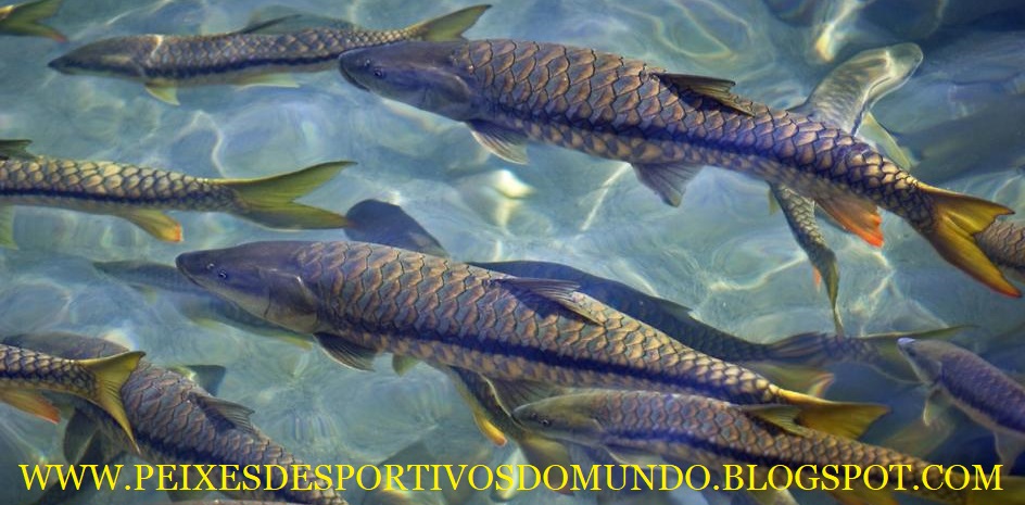 PEIXES DESPORTIVOS DO MUNDO: O MAHSEER - Barbus Tor putitora (Hamilton ...
