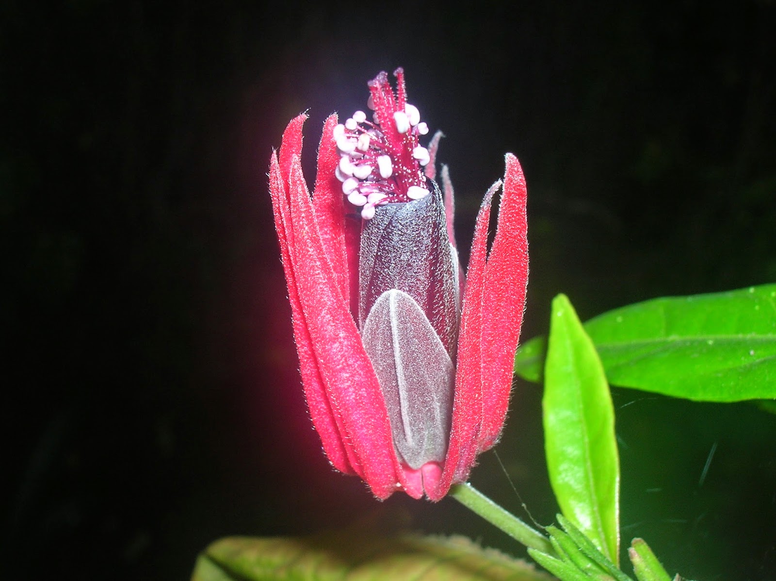 Recregarden: PAVONIA MULTIFLORA