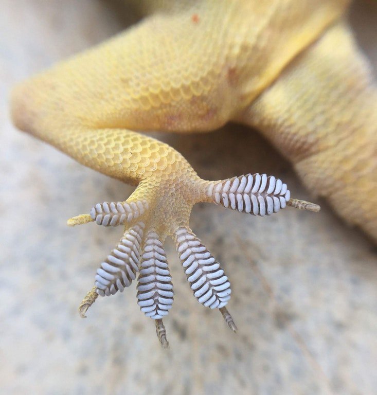 TYWKIWDBI ("Tai-Wiki-Widbee"): The amazing feet of a gecko