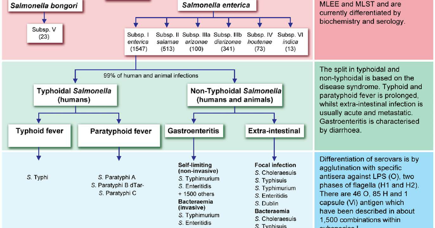 Medical Microbiology: S Typhimurium Persistence model