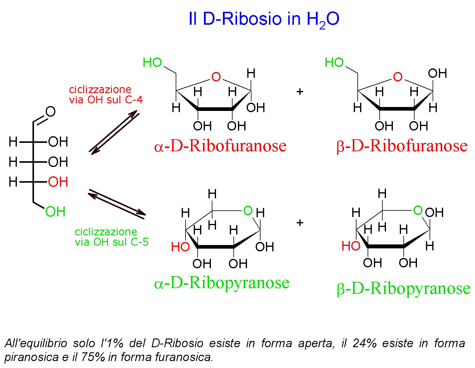 Ribosio