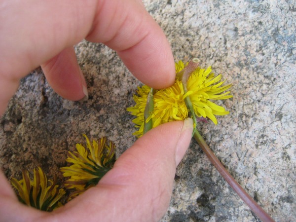 Wanderings: How to make a dandelion chain necklace {tutorial}