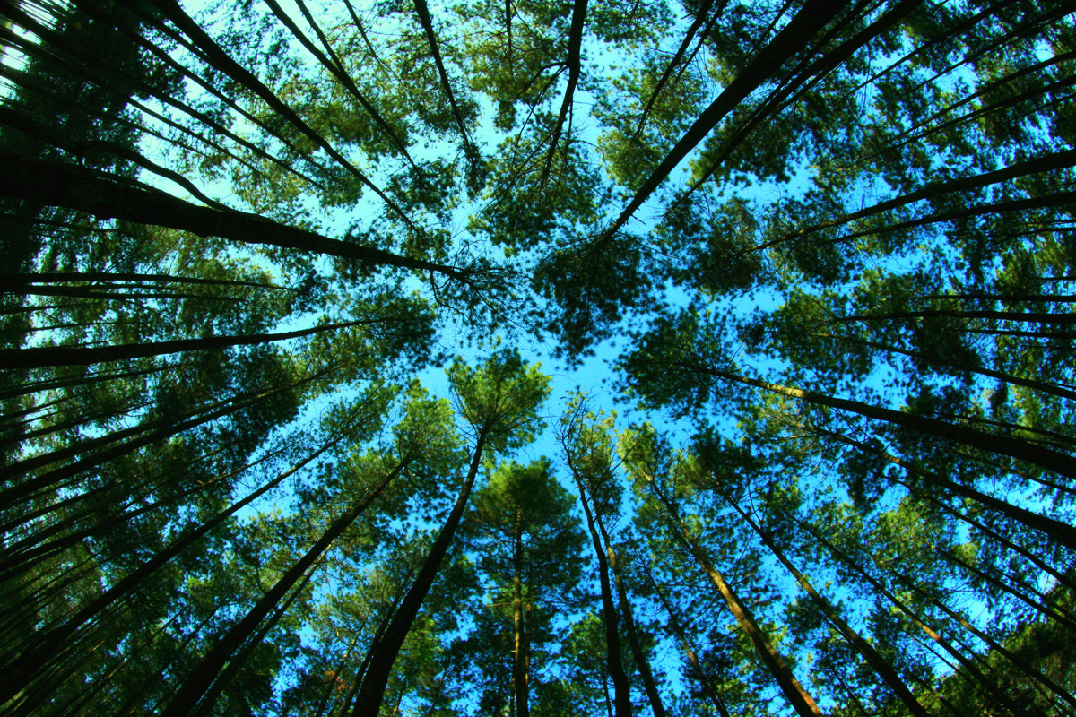 EGSA FGE UGM: Hutan dan Krisis Kehutanan