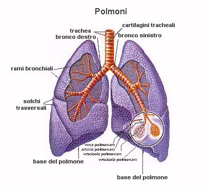 EDUCARE AD APPRENDERE: Alla scoperta del corpo umano...l'incredibile ...