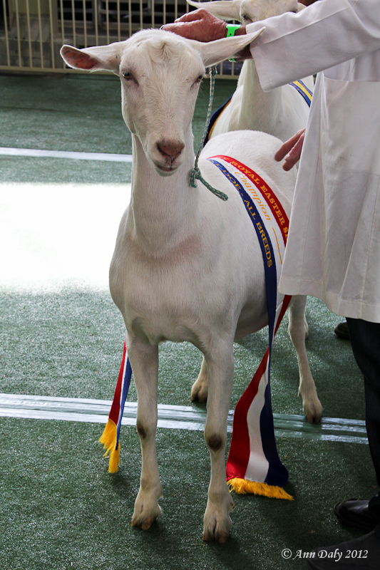 Sydney Meanderings: Easter Show (7)