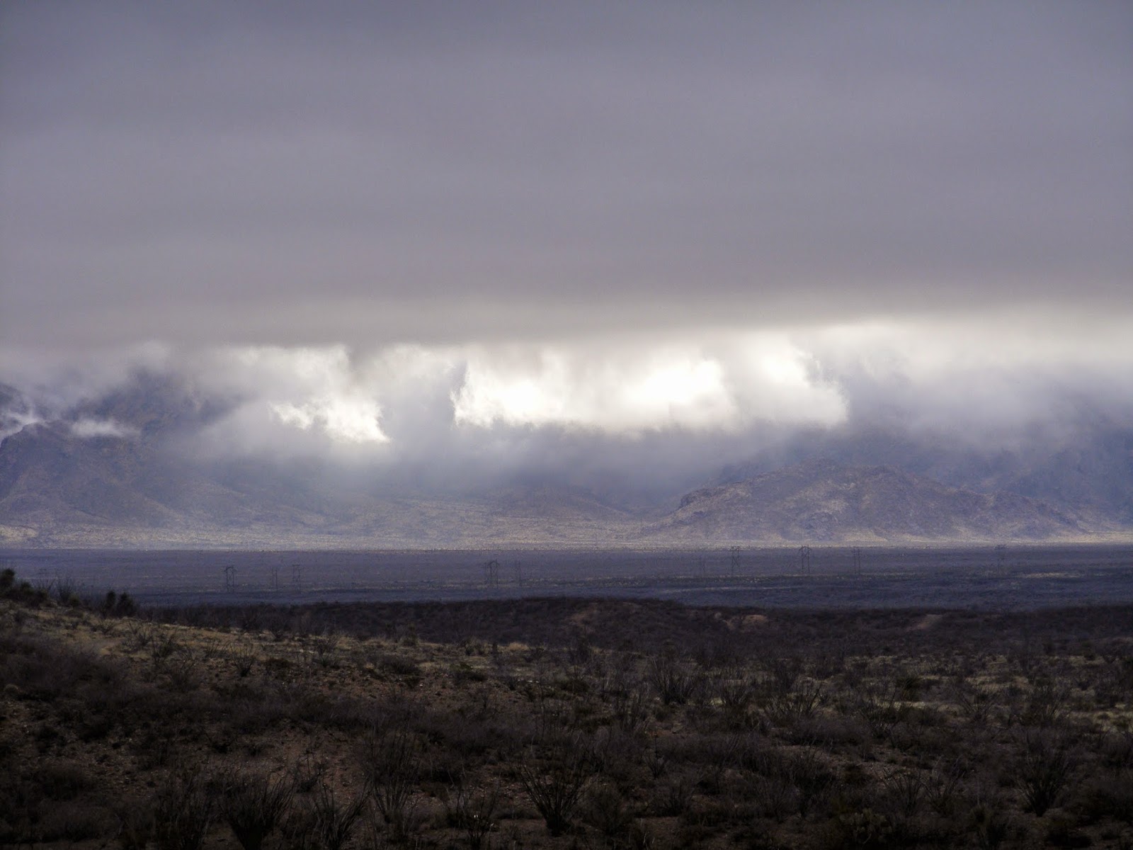 Desert Packrat: Chihuahuan Desert Rain