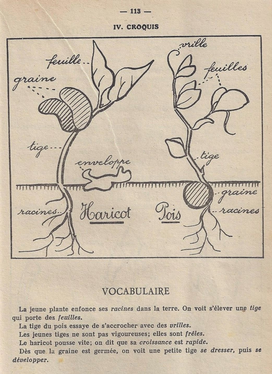 Leçons de choses: Les haricots et les pois qui germent (Jolly, Leçons ...