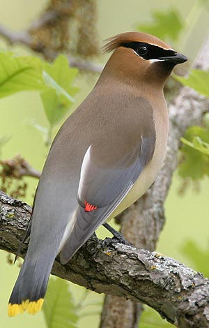 Bird Photos and Information