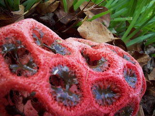 I likE plants!: Clathrus ruber