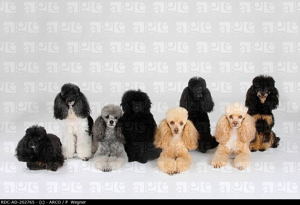 Huxtable The Poodle | Toy Poodle Blog | Parti Poodle: Poodle Unity ...