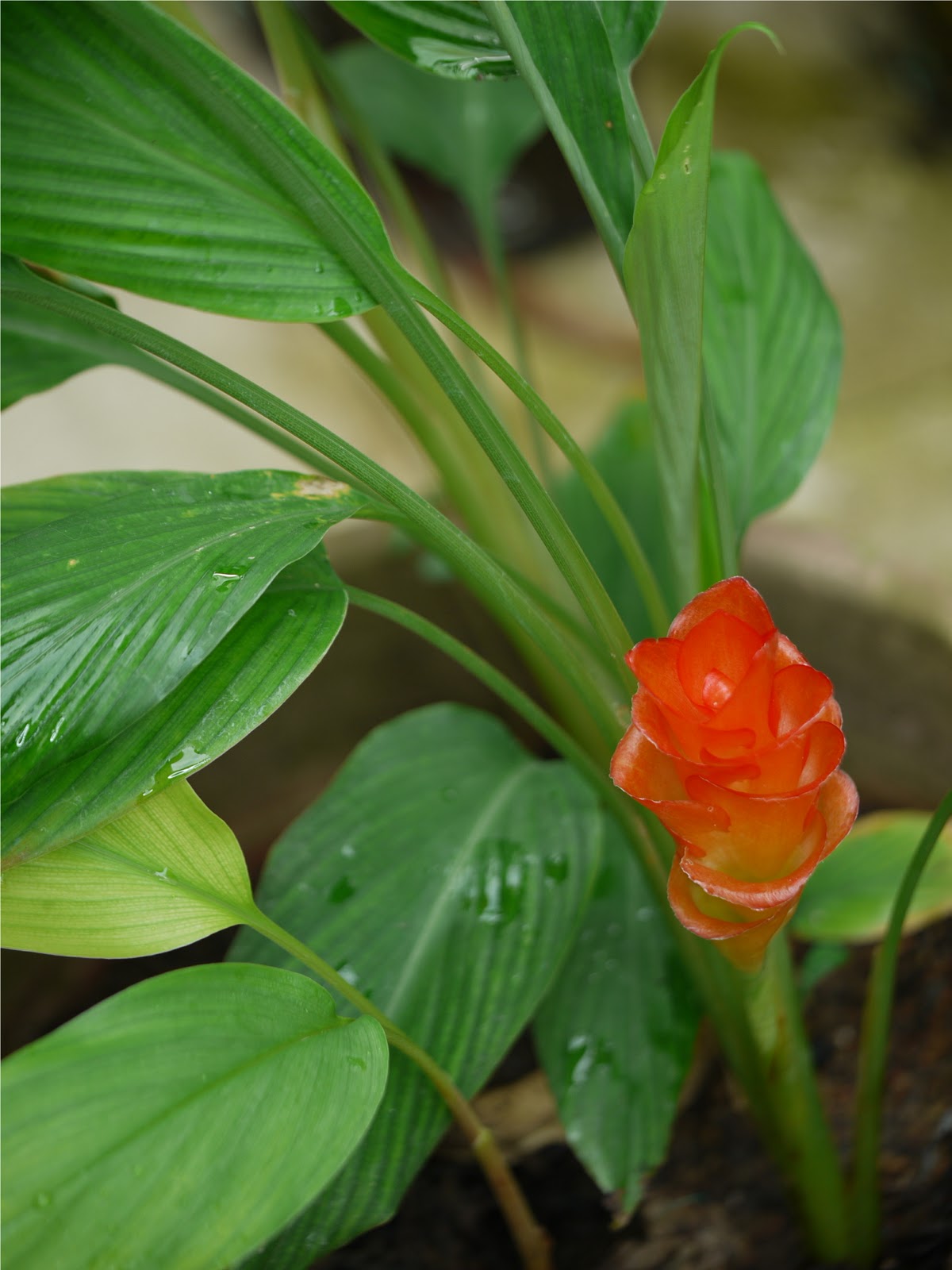 Joe's Garden: Curcuma roscoeana