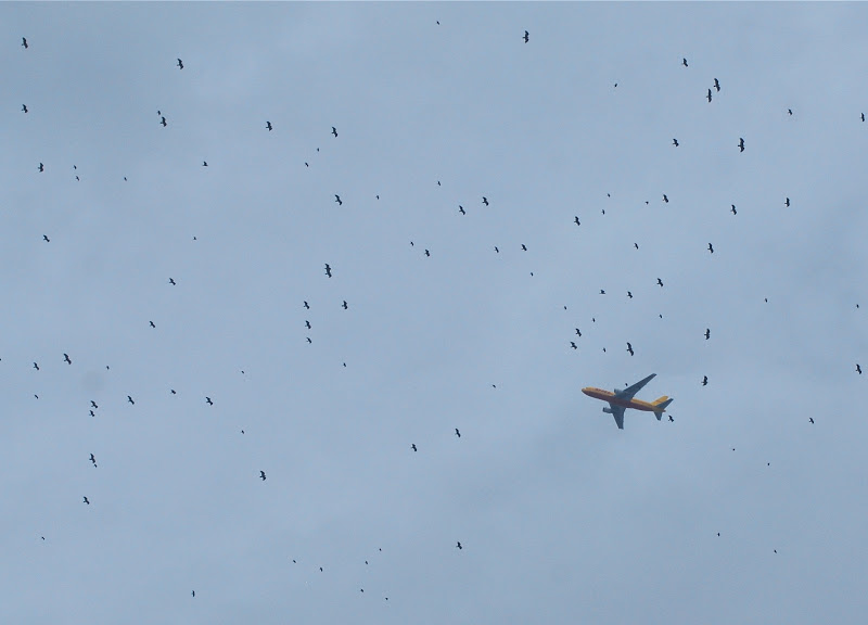 Jan Axel's Blog: October = Migration