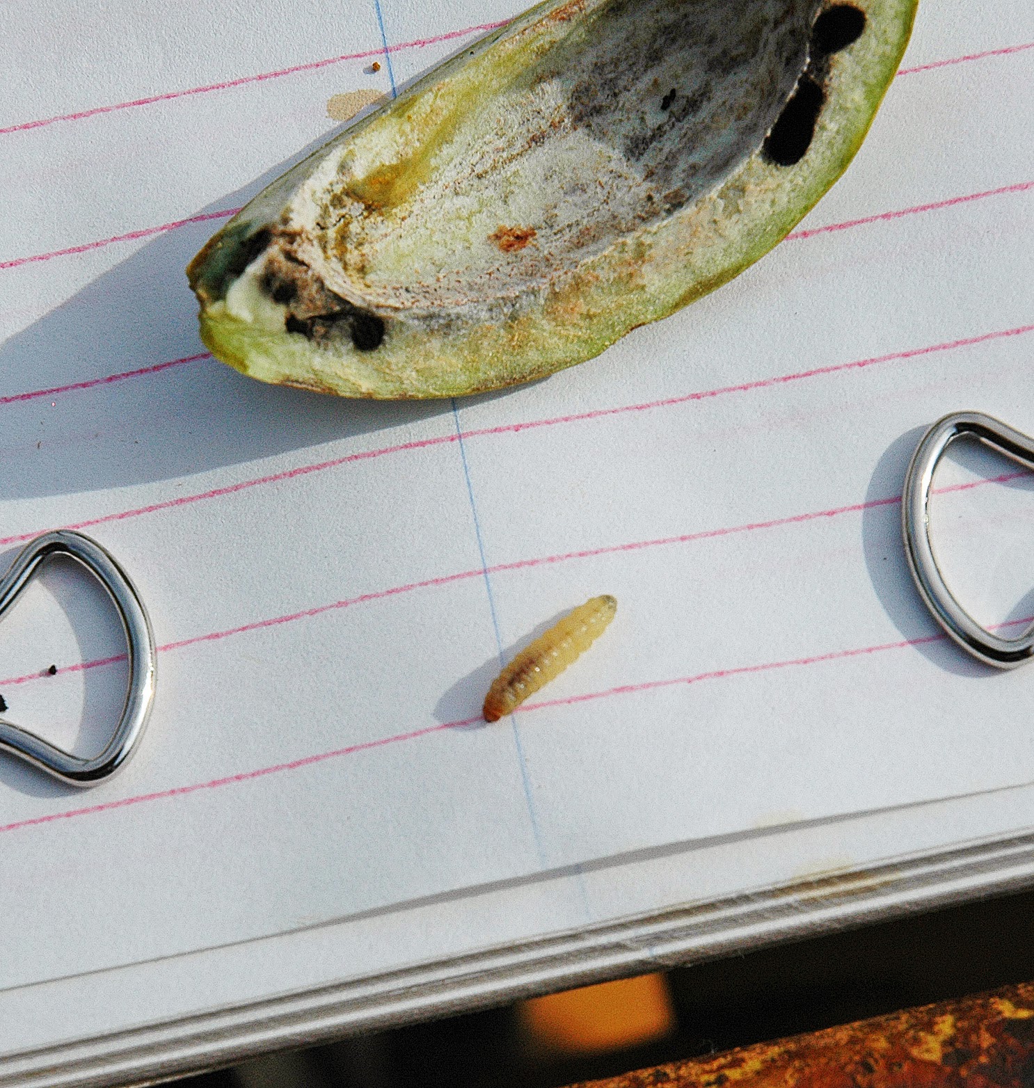 Northern Pecans: Hickory shuckworm: The worm in the shuck.