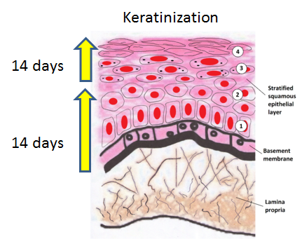 14.What is the skin(6)? the cells