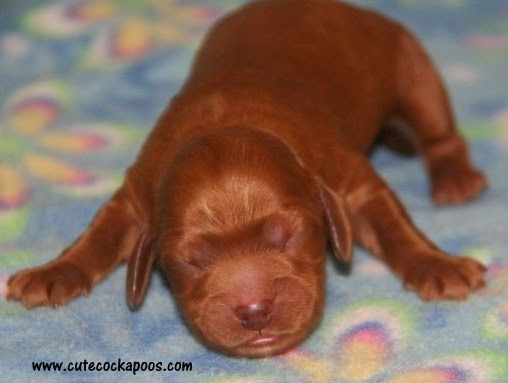 Cute Cockapoos: Progression of a Cockapoo Puppy, Week by Week Photos