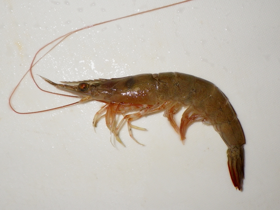 Oppdag Fisk!: Greasyback Shrimp/Metapenaeus Ensis (Saltvann)
