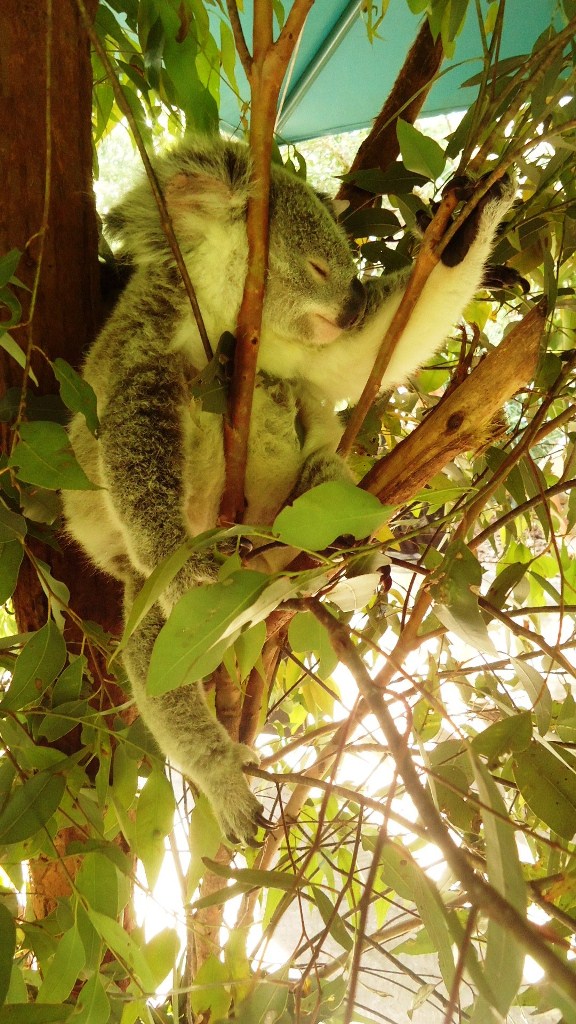 Planetando...: Austrália - Nimbin e Austrália Zoo
