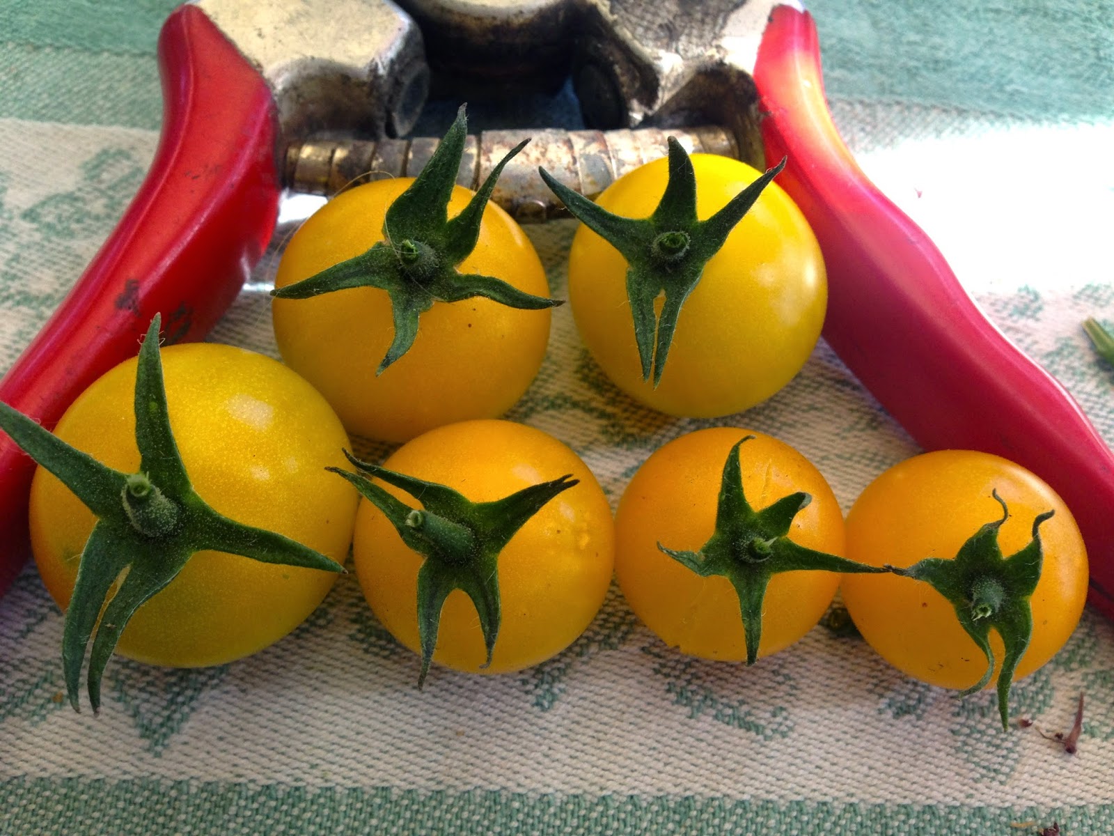 The Illustrated Plant Nut: Tomato Sepal Sprites