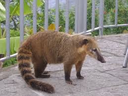 A DIVERSIDADE DO MUNDO ANIMAL: O QUATI