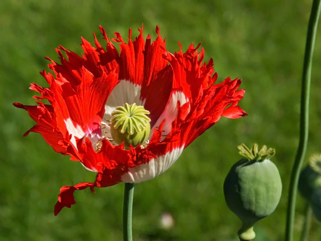 Flower Homes: Opium Poppy Flowers