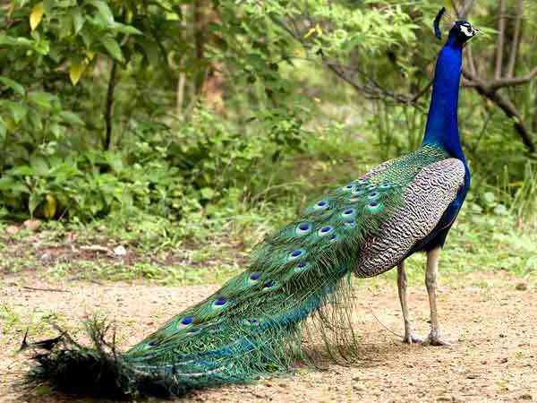 Peacocks: Age-Advertisement and the Evolution of the Peacock's Train