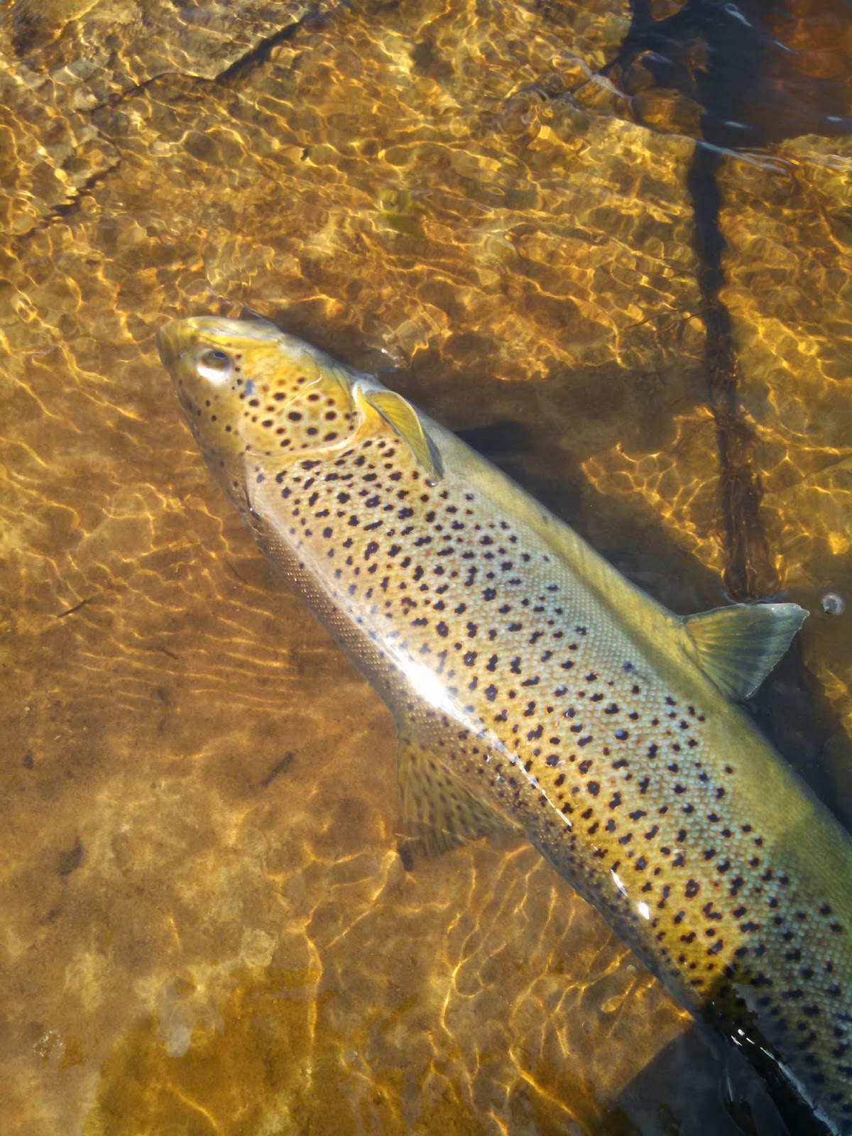 Wisconsin Fishing Reports: Wisconsin Steelhead and Brown Trout Report