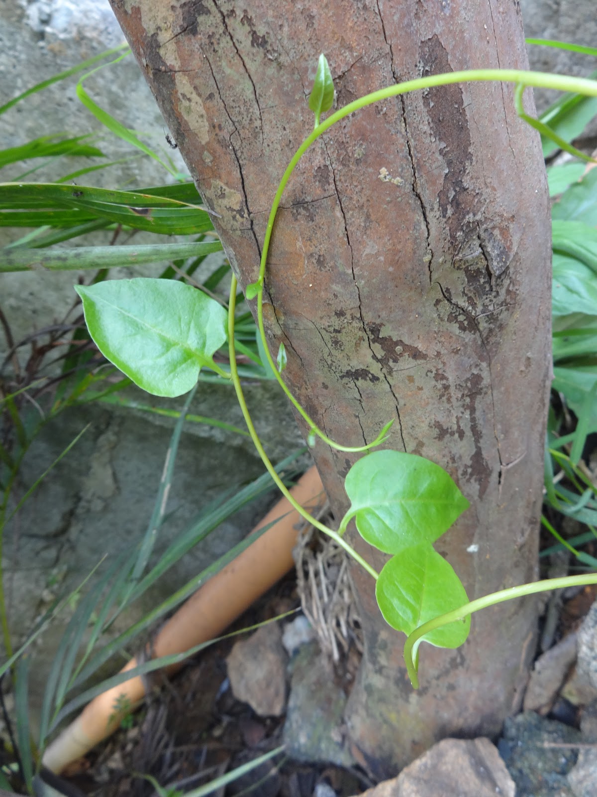 Herbs from Distant Lands: Anredera cordifolia - Madeira Vine, Binahong ...