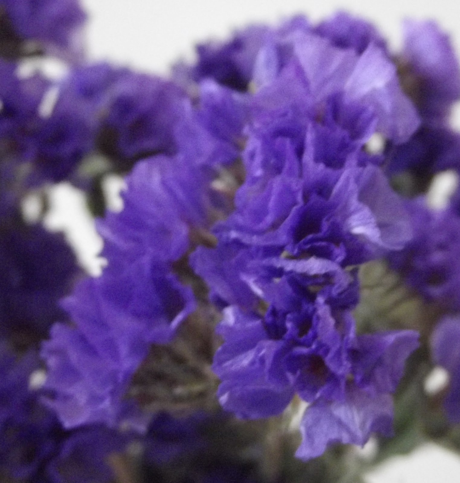 In The Garden: Purple Statice