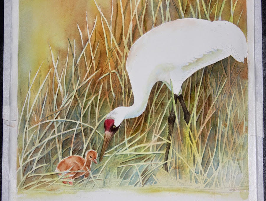 Vickie's Sketchbook: Whooping Crane Art Tells the Migration Story