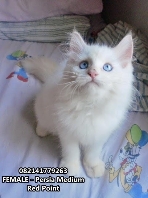 The Story of My Cats: JUAL KUCING PERSIA MEDIUM PUTIH RED POINT edisi ...