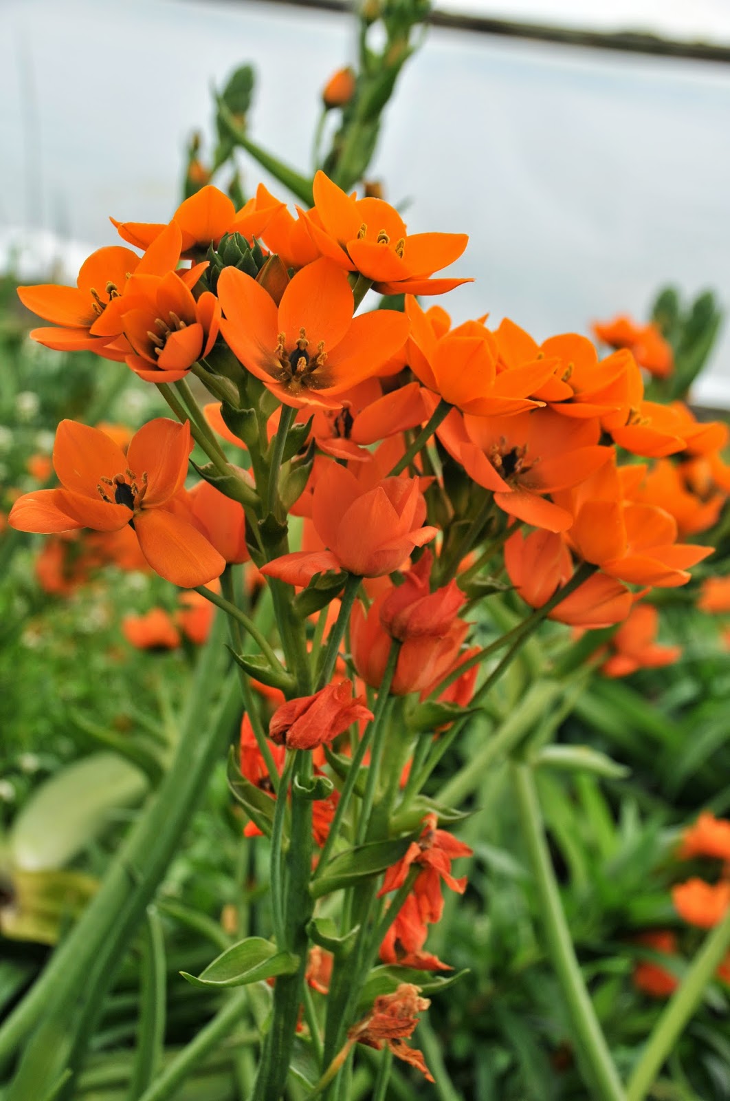 The Journey to find the Wonder Flower, Part 1 - Cultivation Of Crops