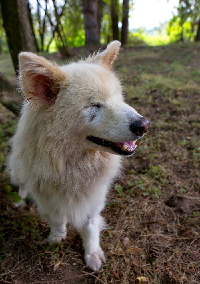 Shelter Dogs of Portland: "SITKA" gentle senior Samoyed mix