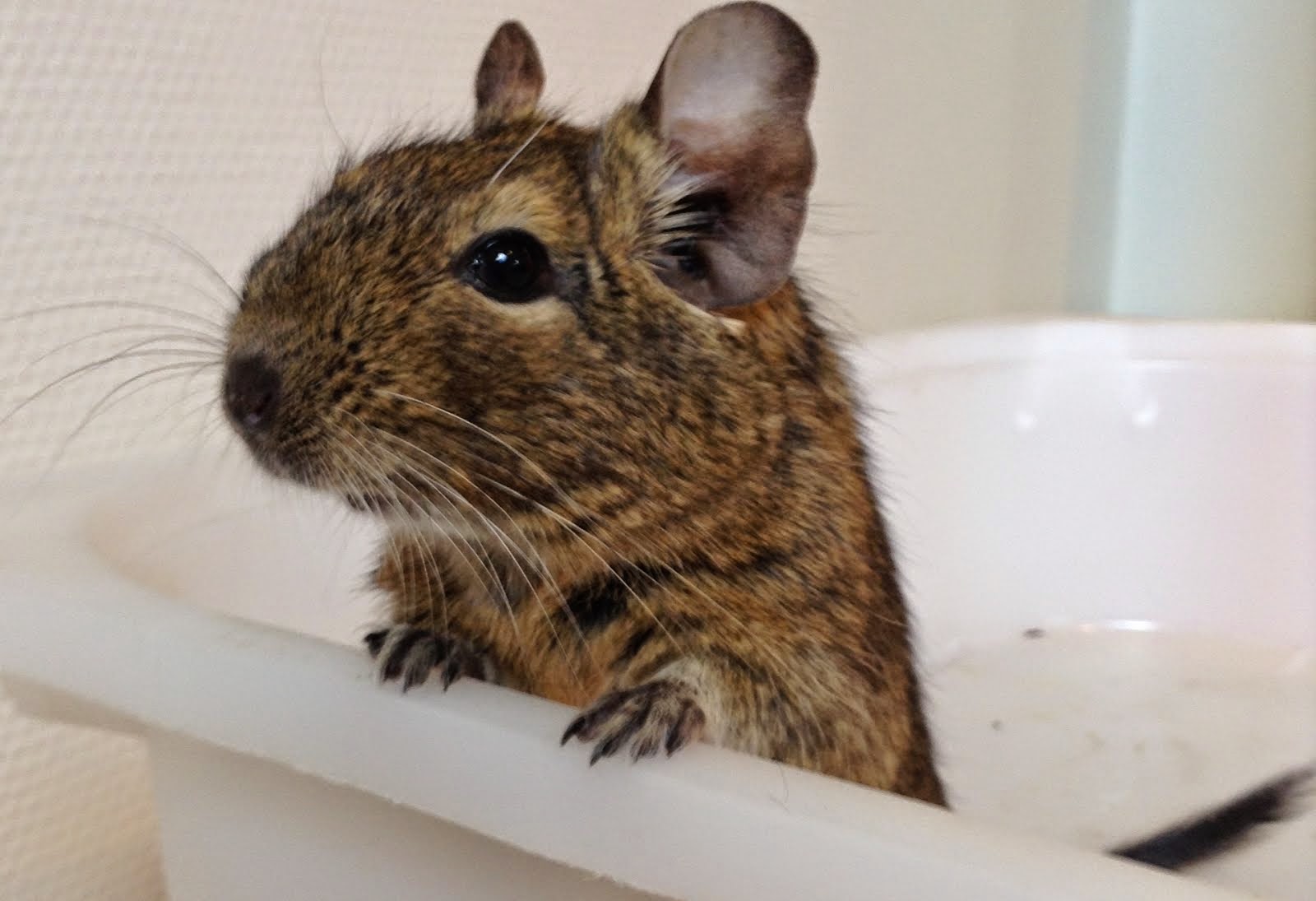 Degu Chatter: Colour Varieties