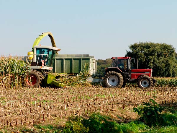 fotoaufnahme: Mais-Ernte am Niederrhein...