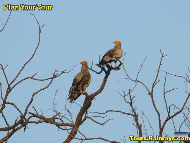 Tourist Attraction India: Chilla wildlife sanctuary Haridwar