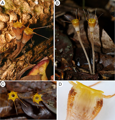 Real Monstrosities: Fairy Lantern, Thismia