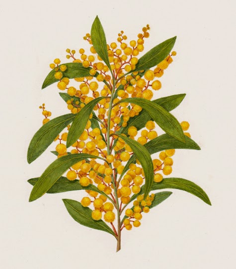 Botanical Art - Holiday Sketching: Australian State Floral Emblems