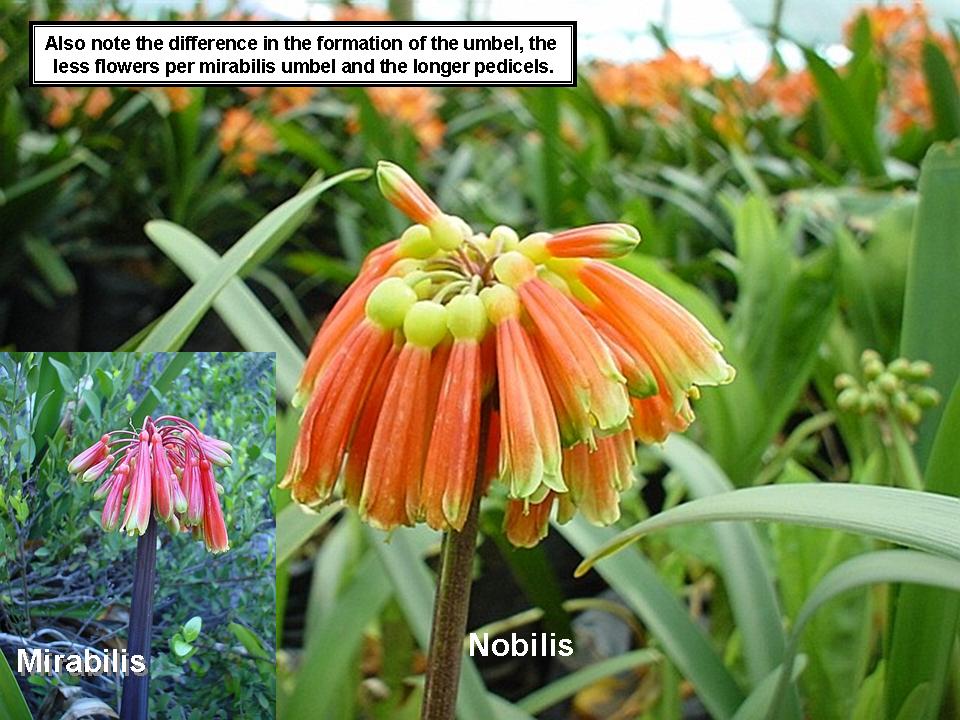 Sharing flower bulb information: Clivia mirabilis - a photographic ...