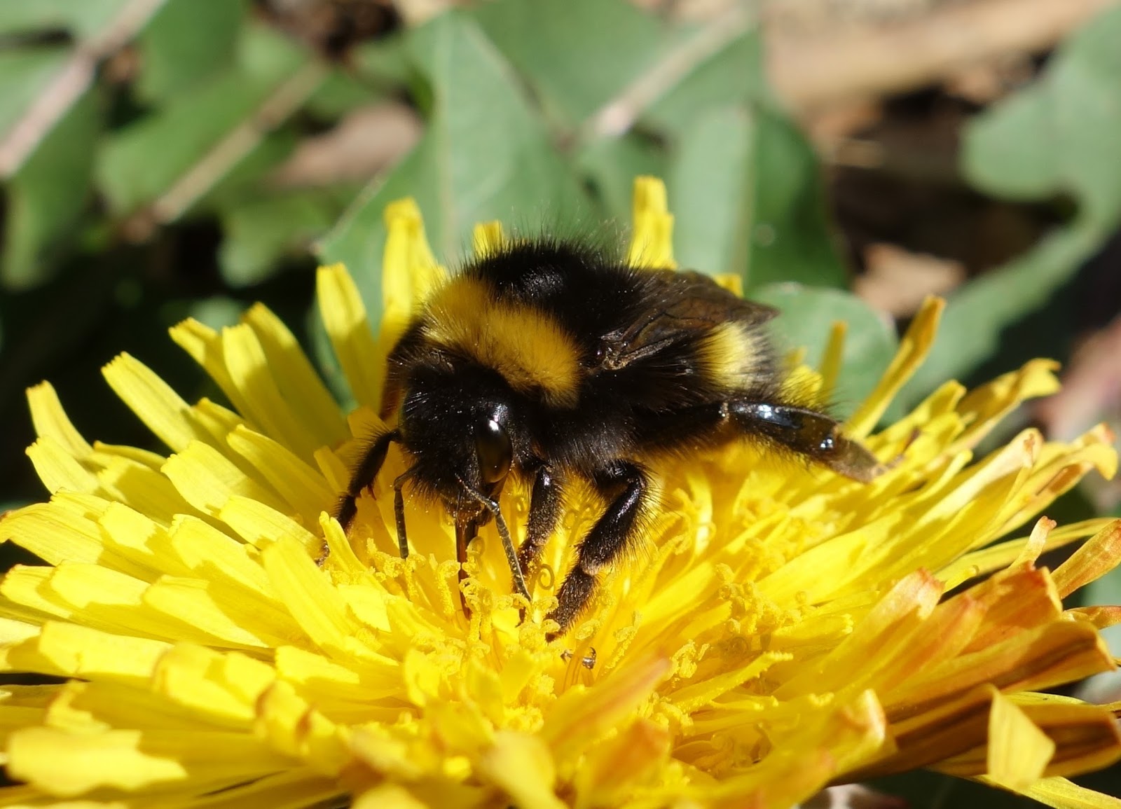My Wildlife Allotment: Bumblebee queens in spring: The awakening of ...