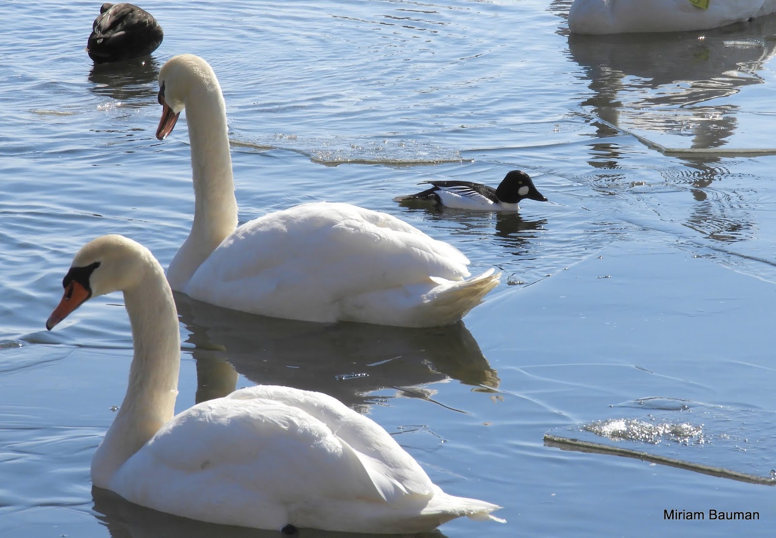 Waterloo Region Nature Annual Field Trip to North Shore of Lake Ontario ...