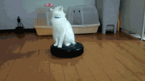 Funny cats - part 108 (40 pics + 10 gifs) | Amazing Creatures