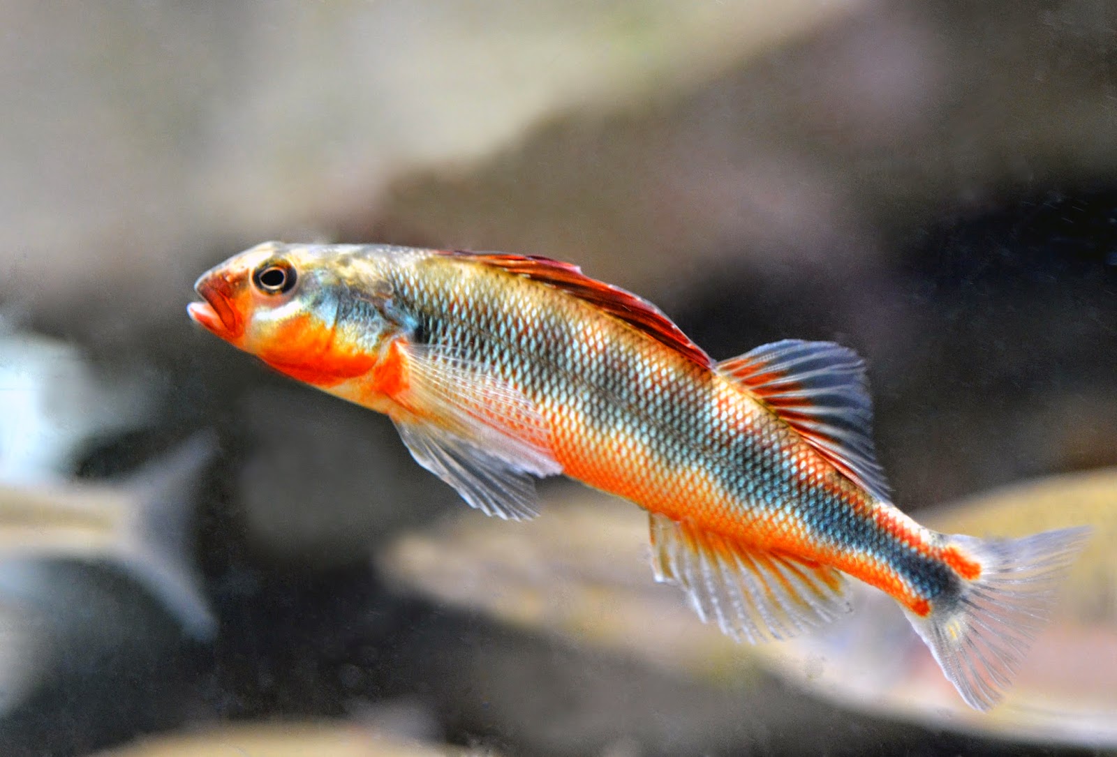Virginia Fishes: Mating season! Male redline darters fight it out, gilt ...