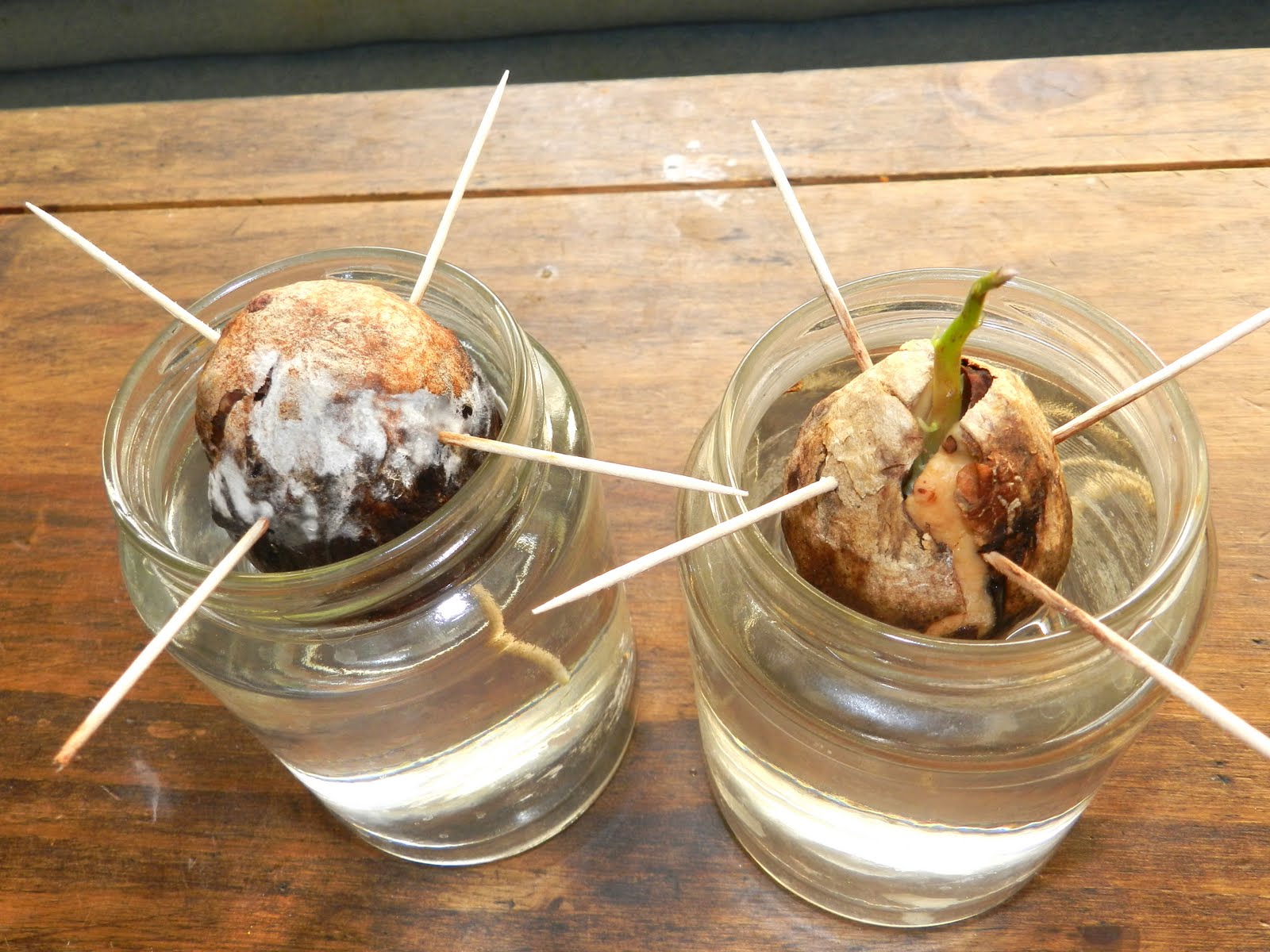 the asnips: growing avocados