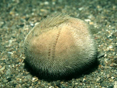 Uncovering the Sea Potato's Story | Featured Creature