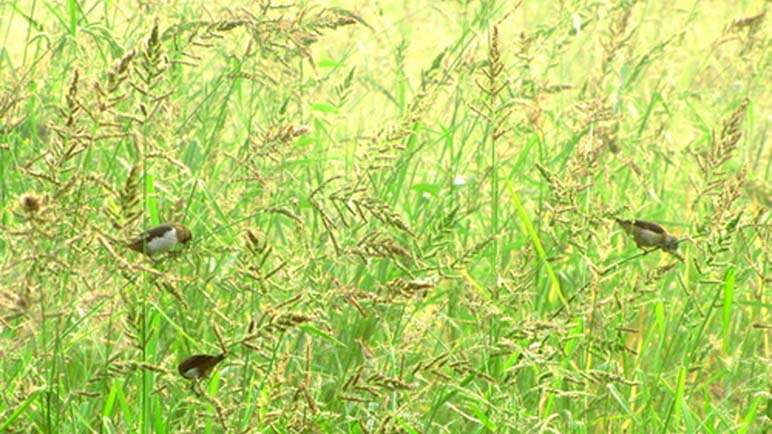 Cỏ lồng vực - Nông dược Việt Nam