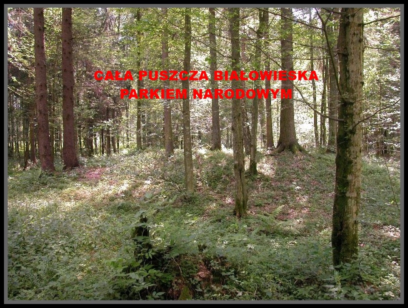 Beszamel i spółka bez ograniczeń: Myszorówki z rodzaju Mastomys ...